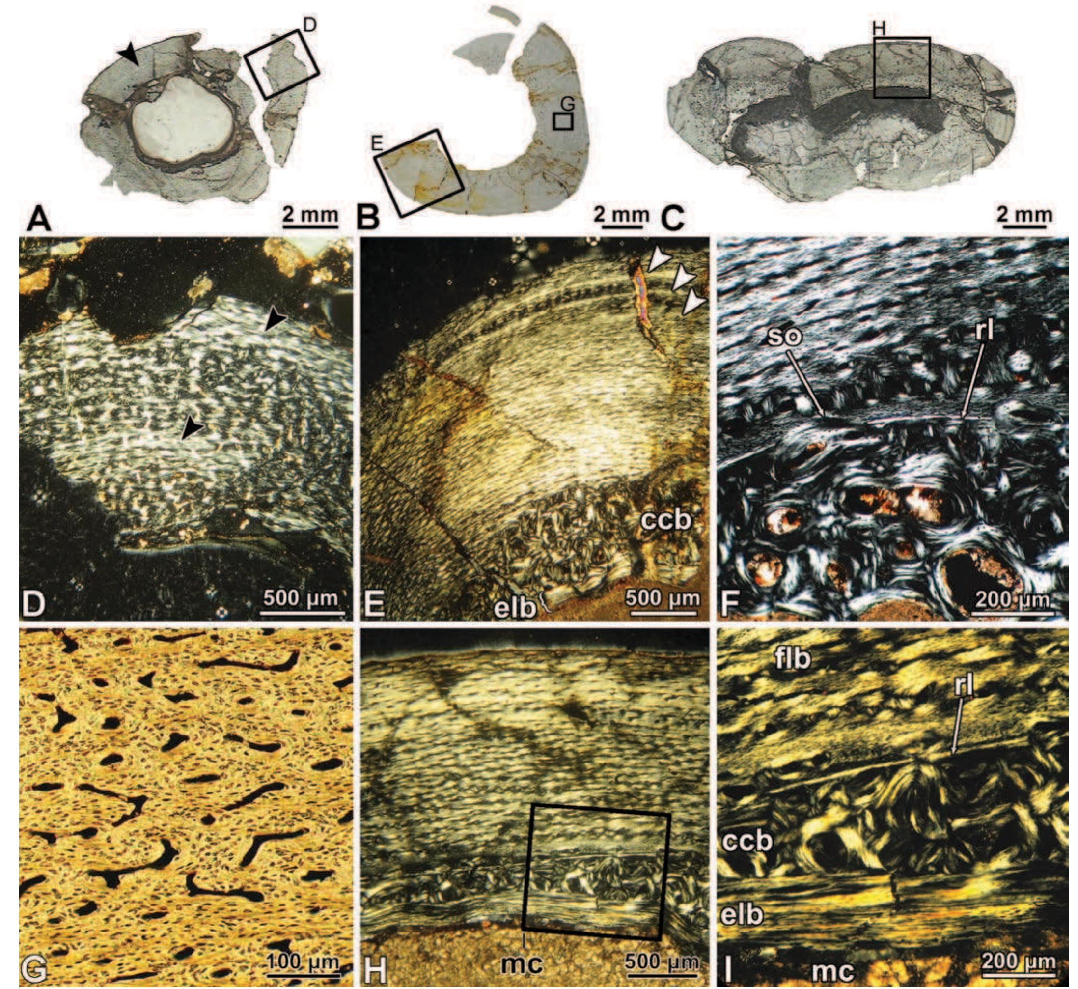 Microanatomy and histology of gasparinisaura cincosaltensis