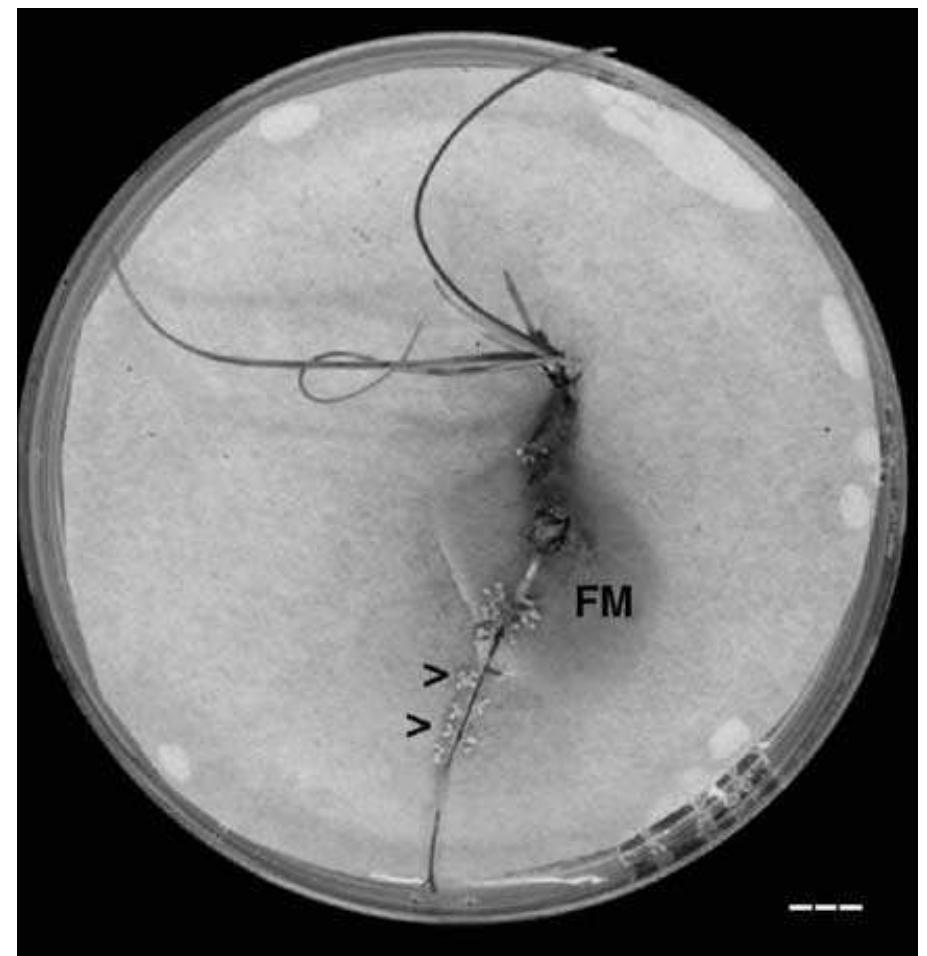 In vitro somatic embryo plant of scots pine forms my-