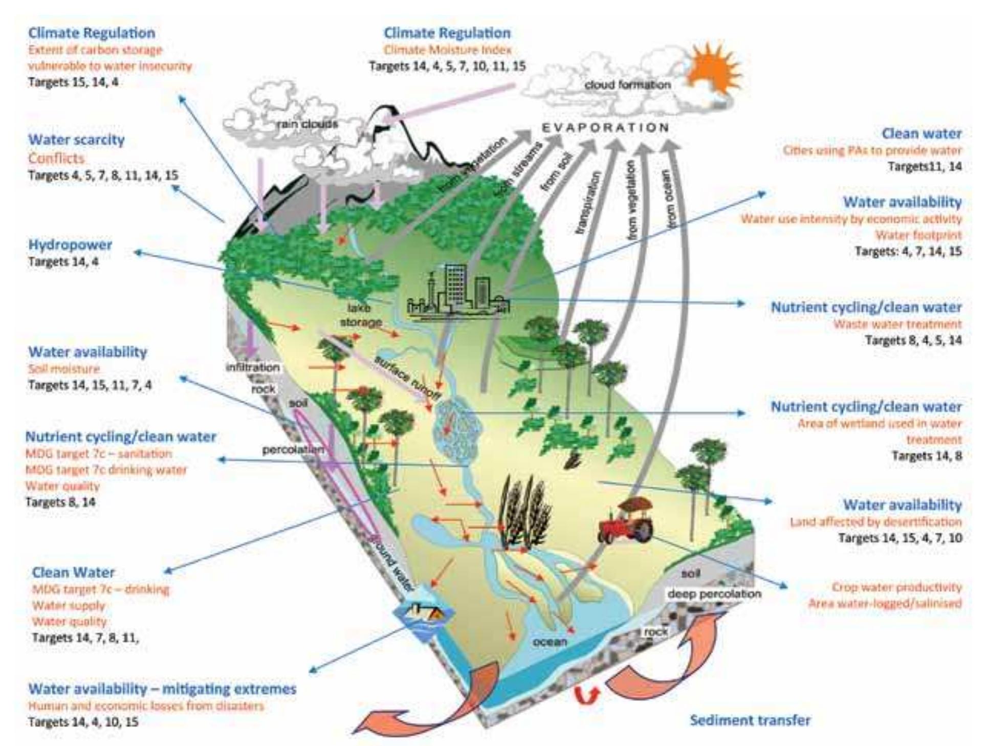 The water cycle: hydrological pathways and ecosystem
