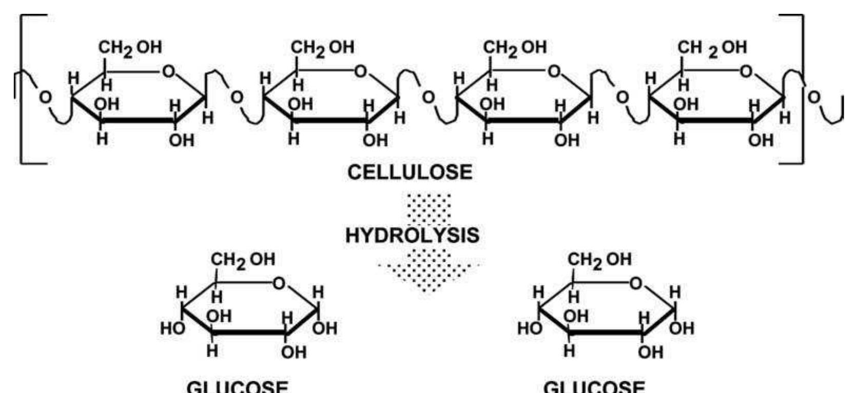2 structure of cellulose hydrolysis (adapted from shleser