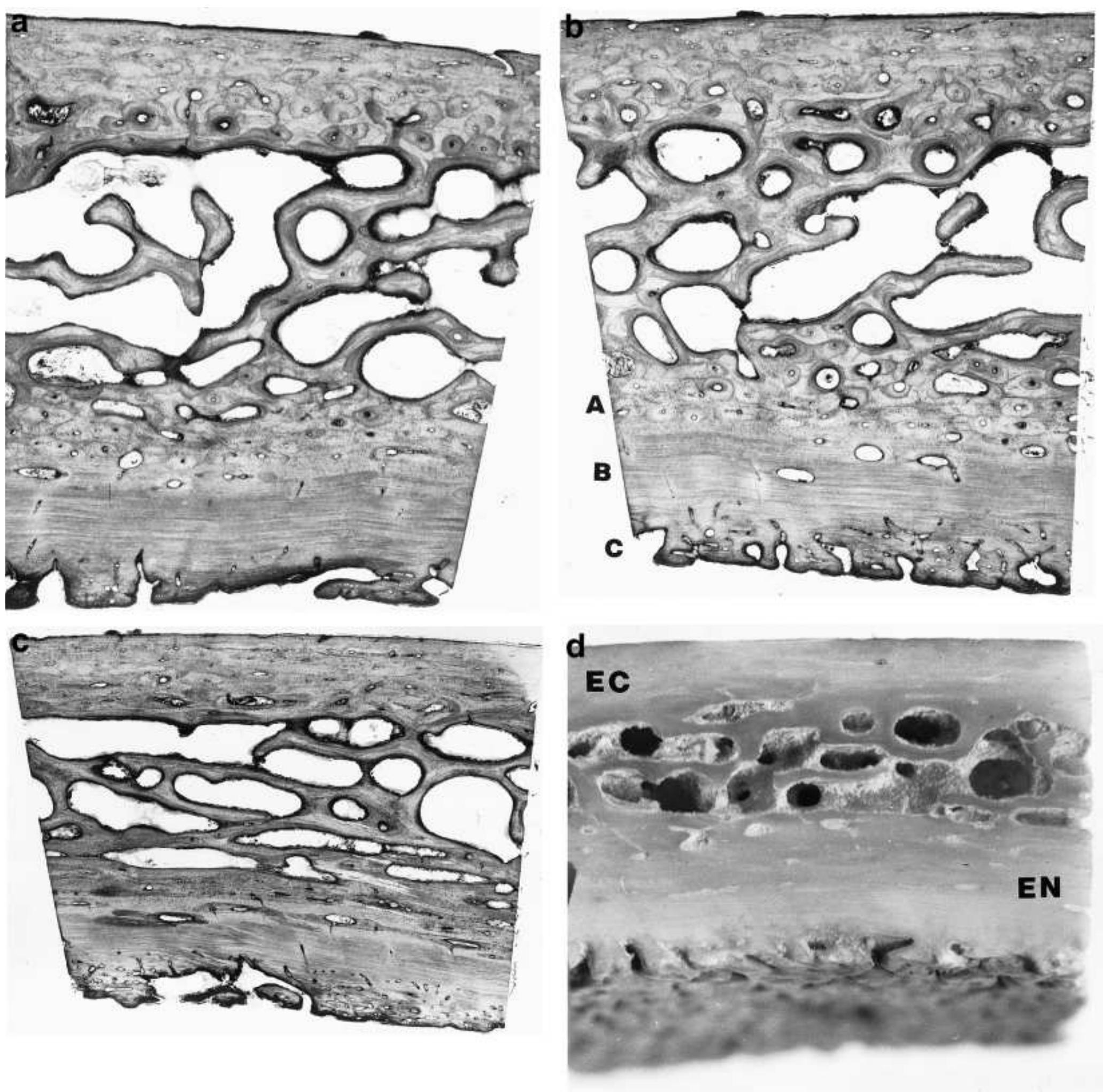 A: photomicrograph of a sagittal section of ses. note 1)