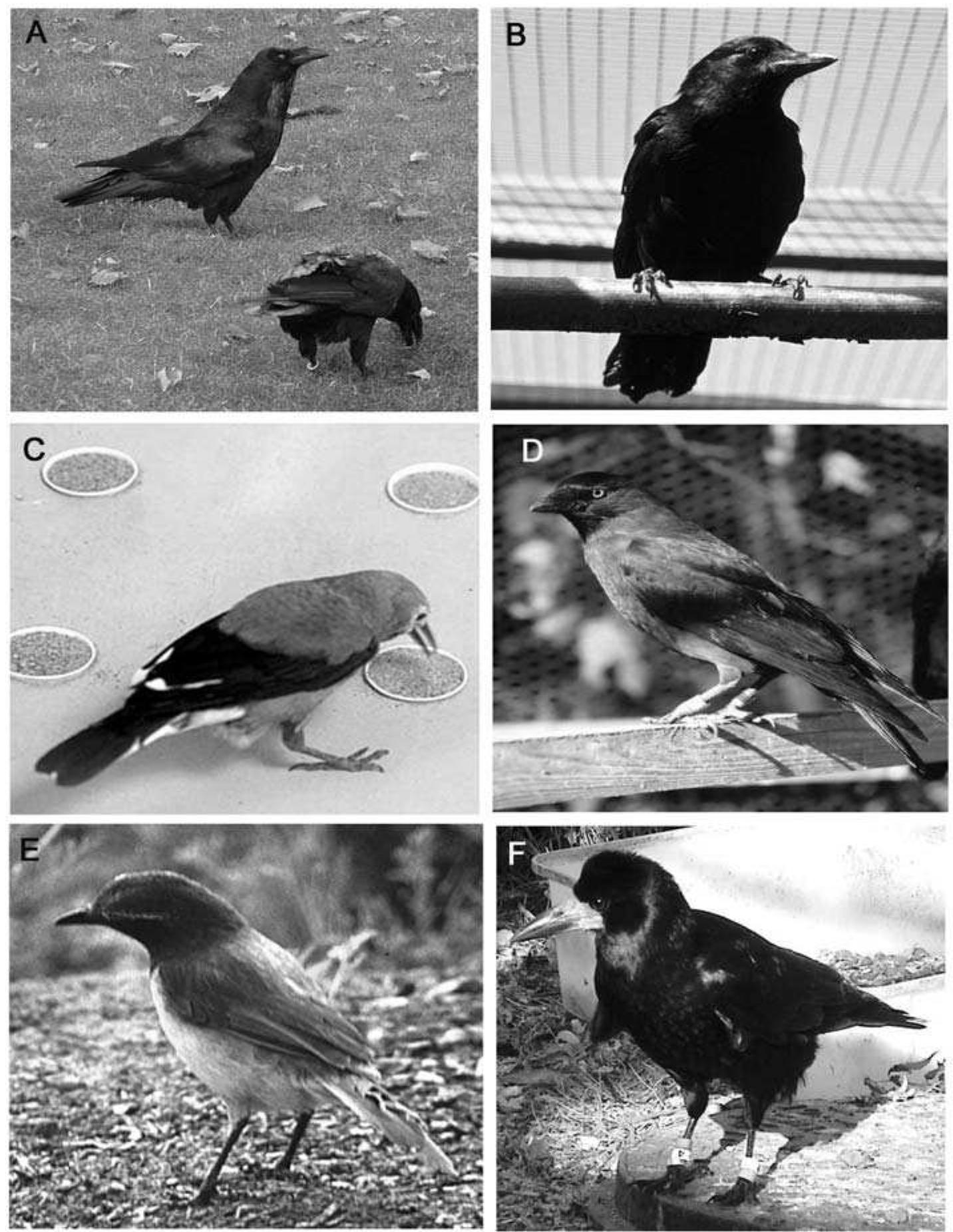 Figure 1 - The Mentality of Crows: Convergent Evolution of
