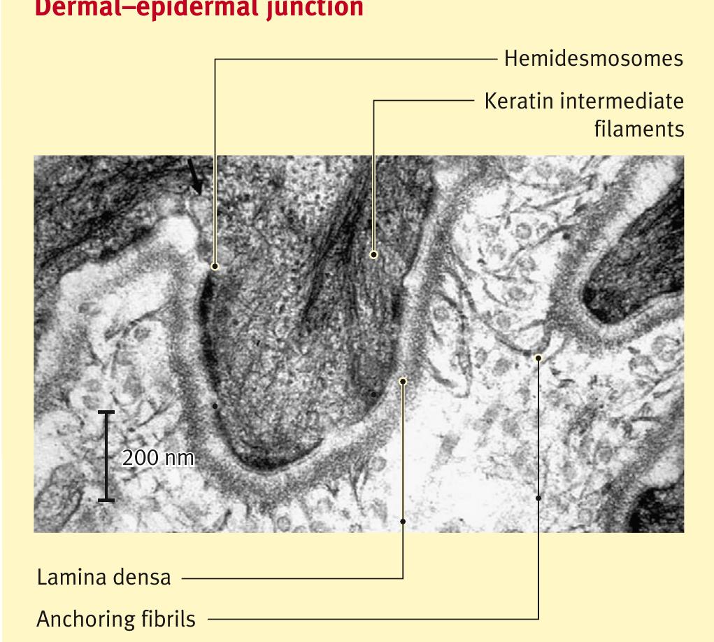 Ultrastructure of the cutaneous basement membrane zone by