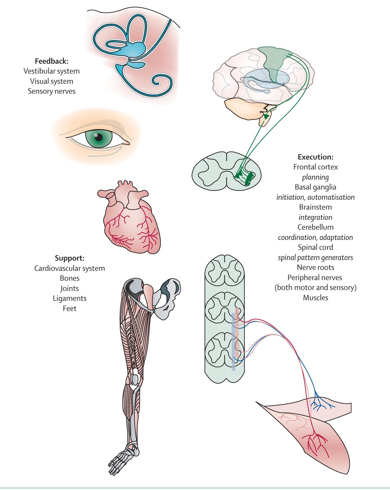 Levels of the central and peripheral nervous system required