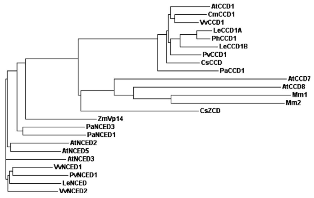 Phylogenetic tree of the deduced amino acid sequences of