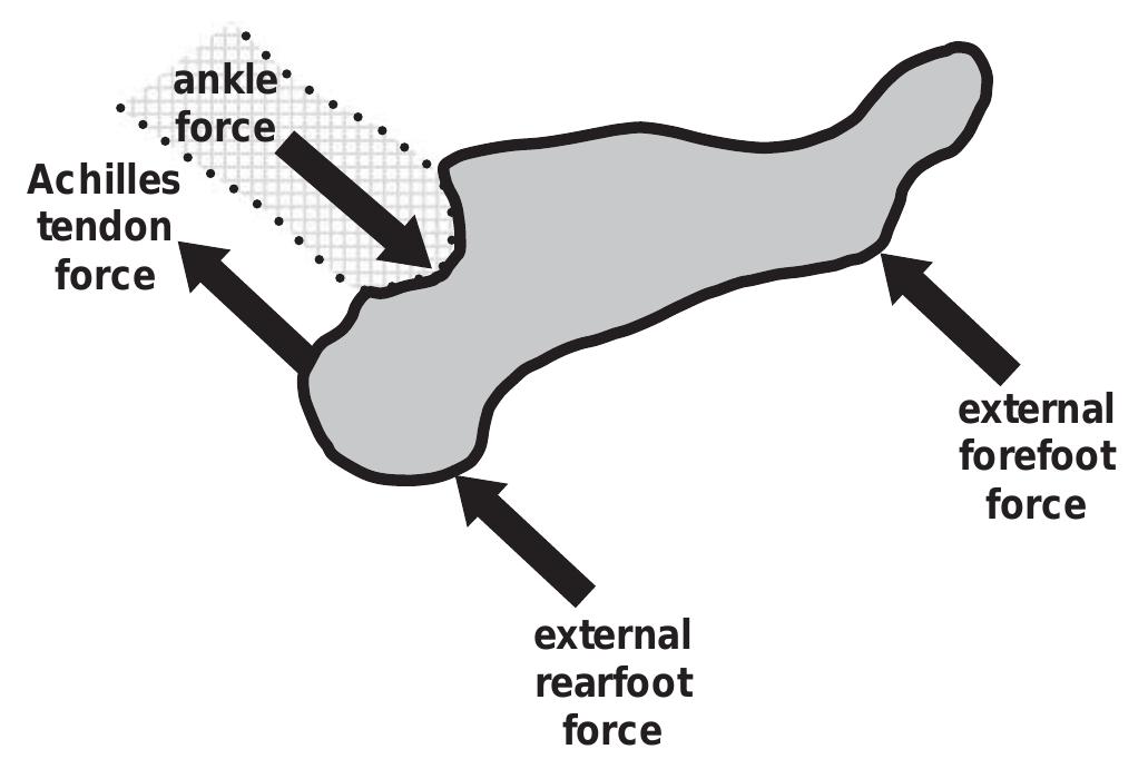 Free body diagram of the forces on the foot. the dependent