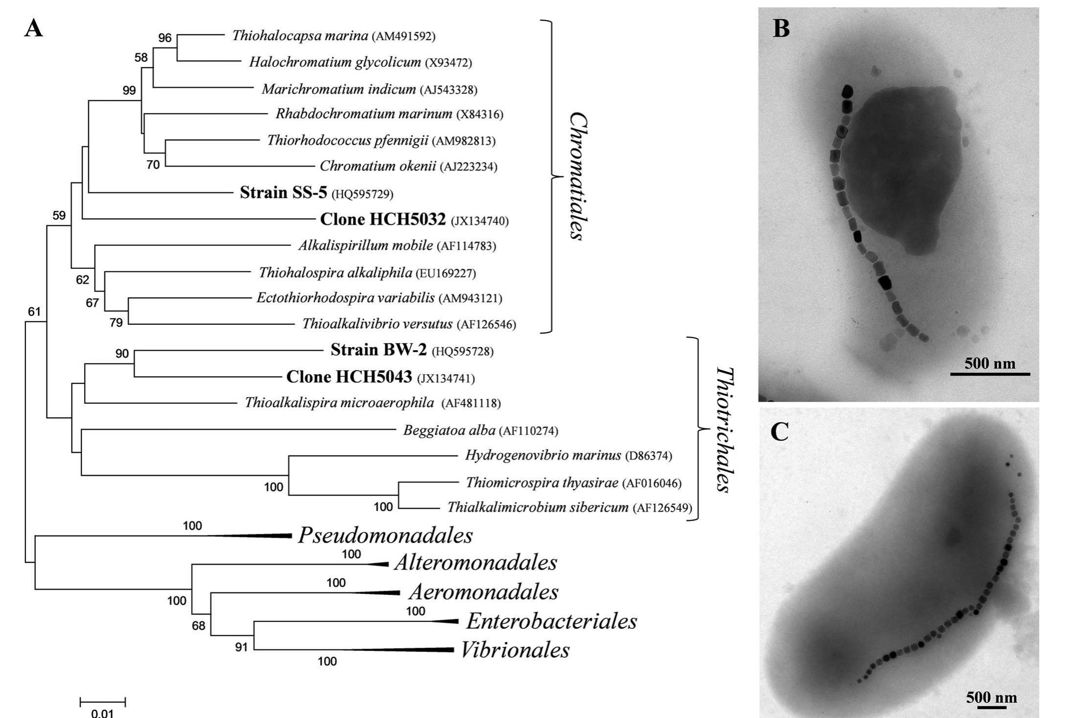 (a) neighbor-joining phylogenetic tree, based on 16s rrna