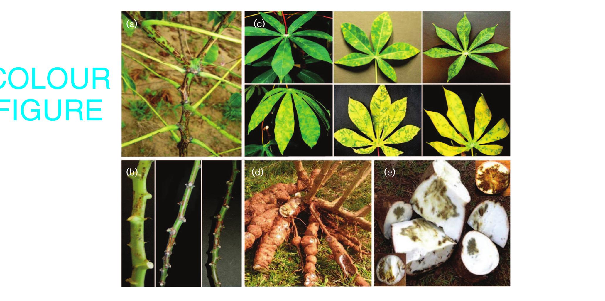Cbsd symptoms visible on different parts of the cassava