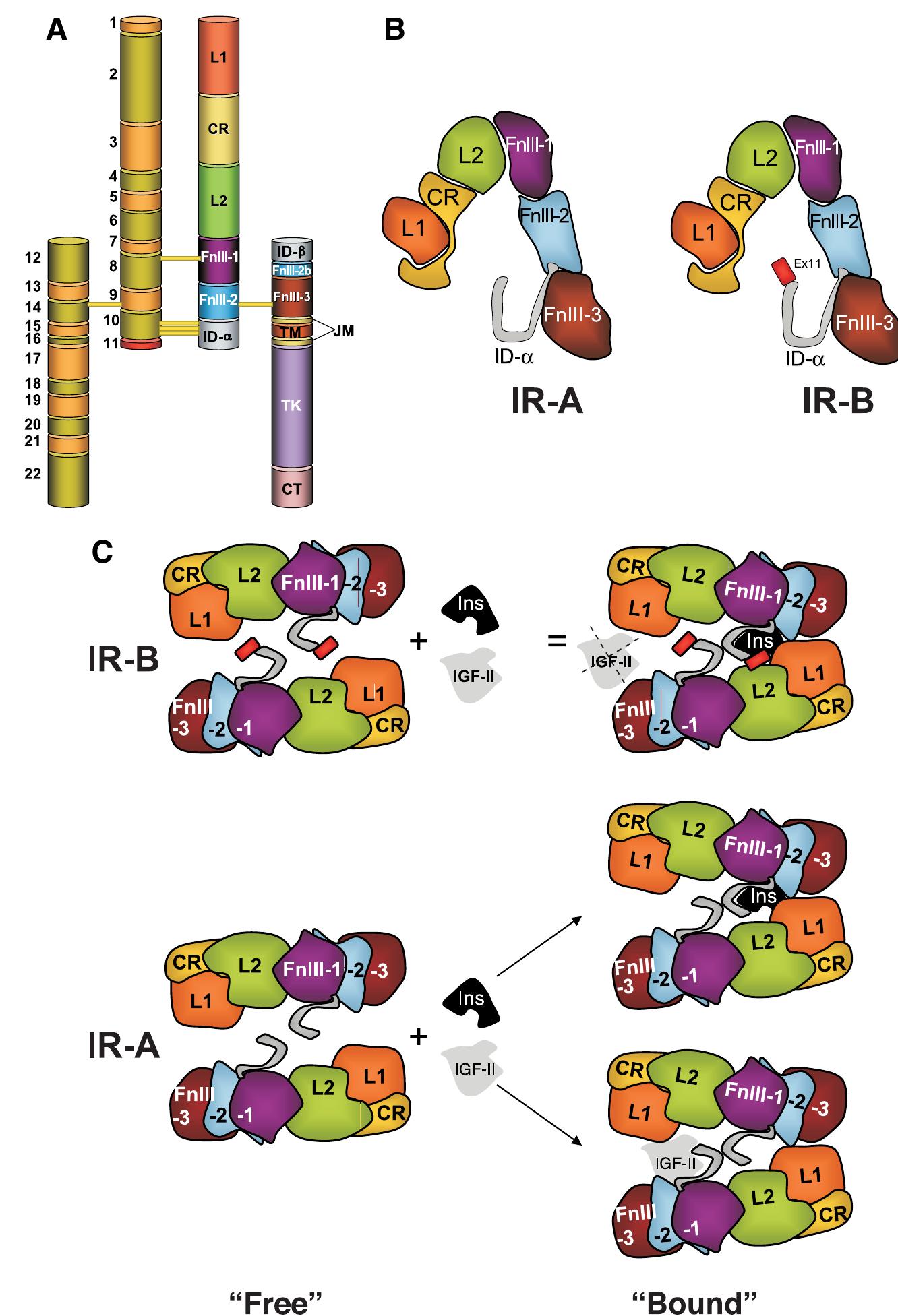 Modular structure of ir isoforms. a, diagram of the a282