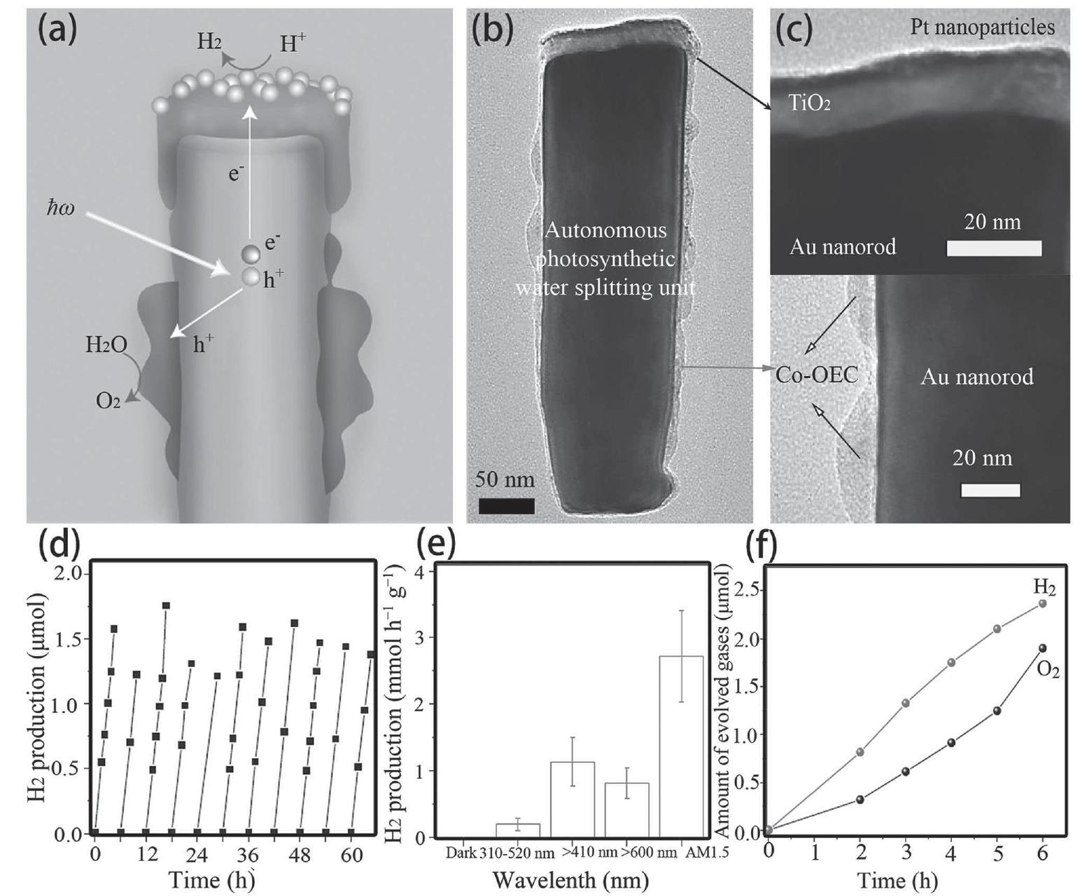 A) schematic of a cross-section of an individual