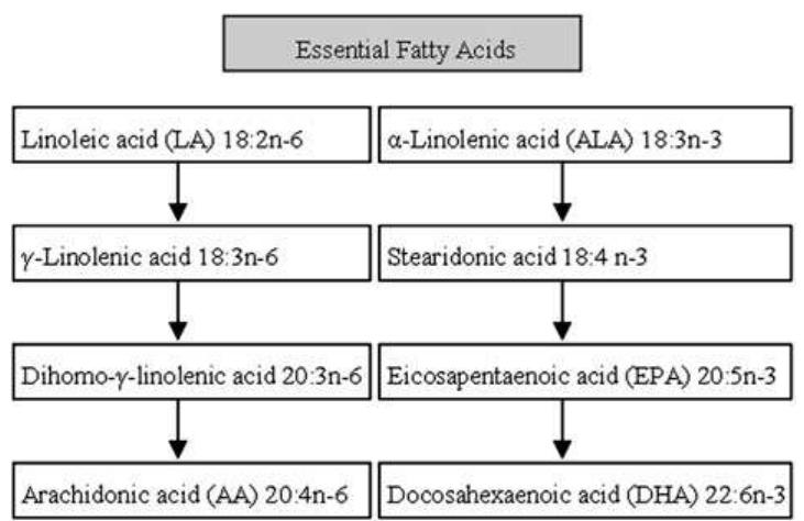 Metabolic pathway of essential fatty acids. omega-3 derived