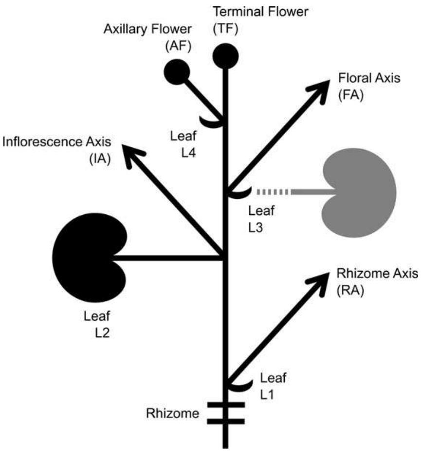 General model for nymphoides inflorescence architecture.