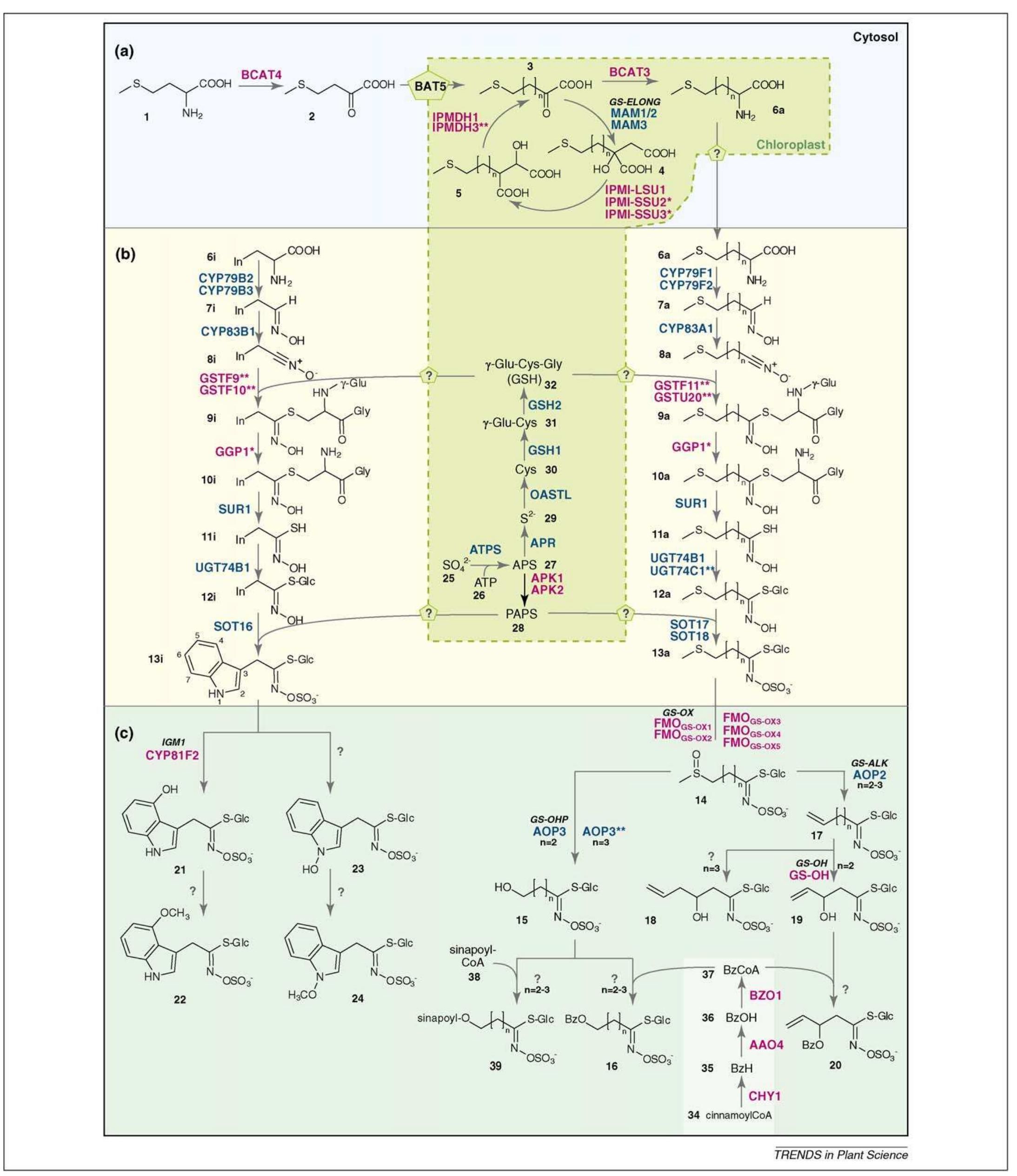 The aliphatic and indolic glucosinolate biosynthetic