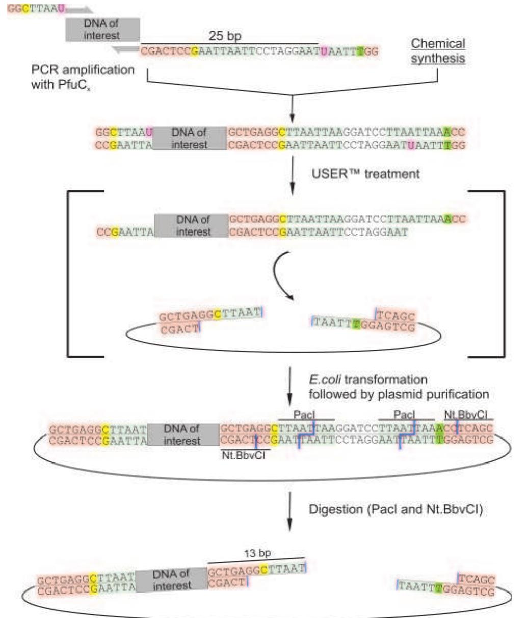 Sequential user cloning of multiple inserts. inclusion of 25