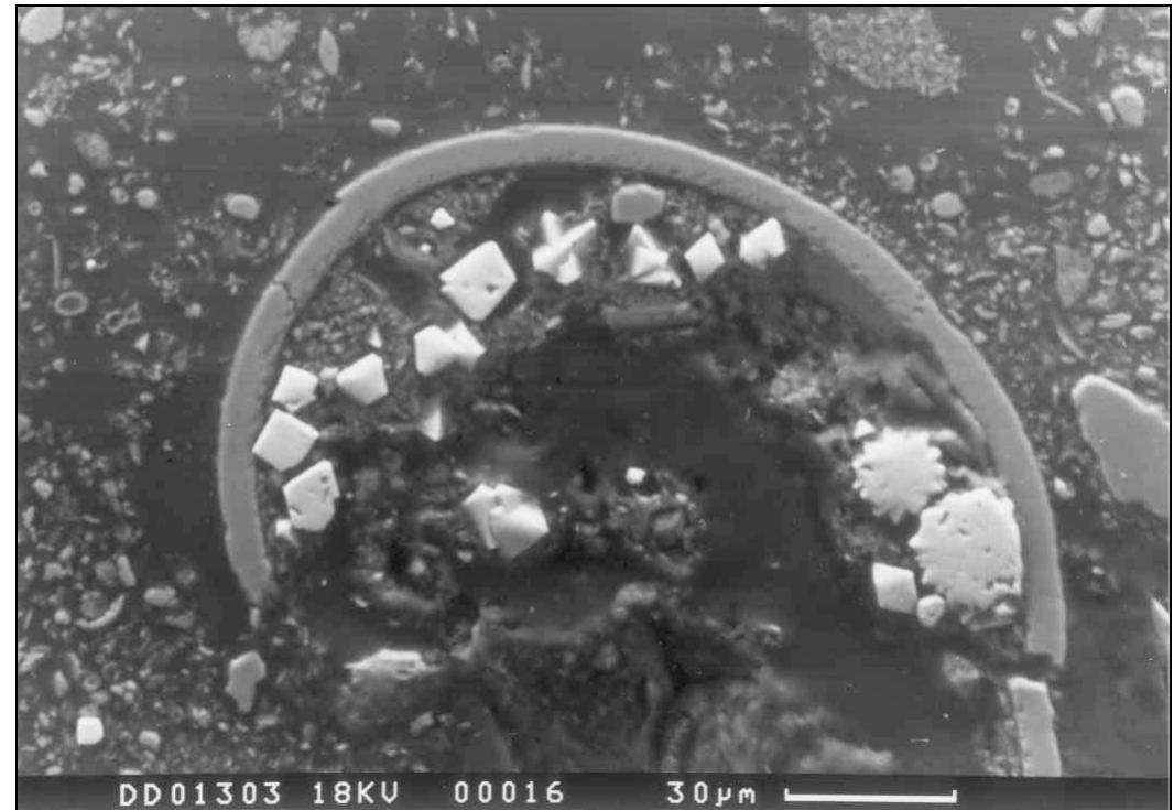 Scanning electron microscope photo of euhedral pyrite