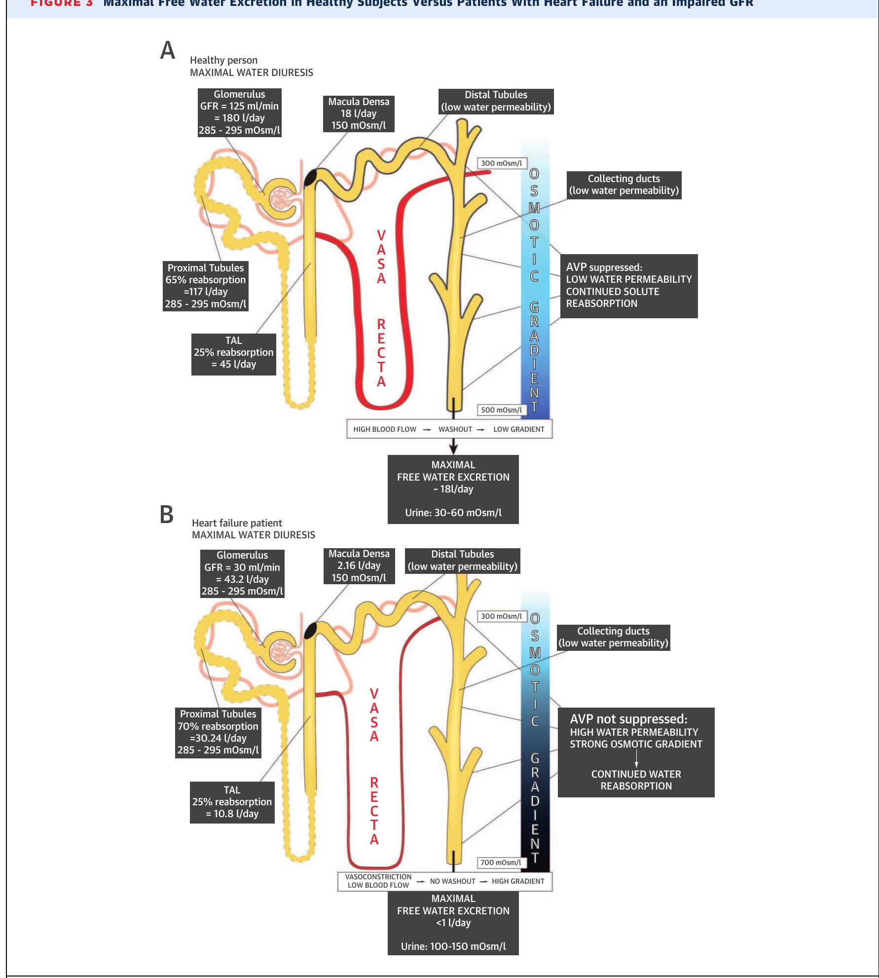 (a) through glomerular filtration, a healthy person forms