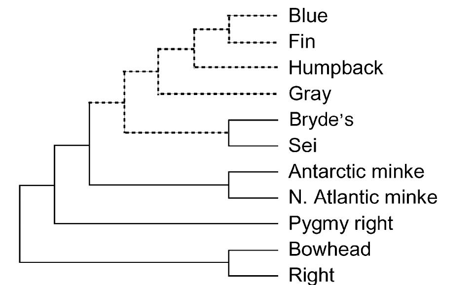 A. based on mtdna complete control region sequences (arnason