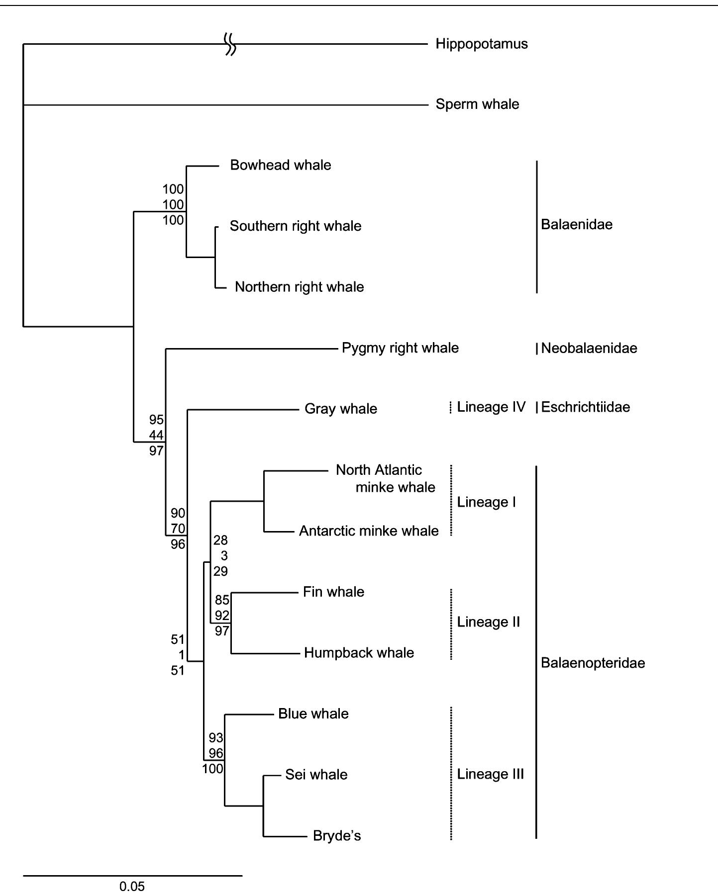 An ml tree of the concatenated amino acid sequences of 12