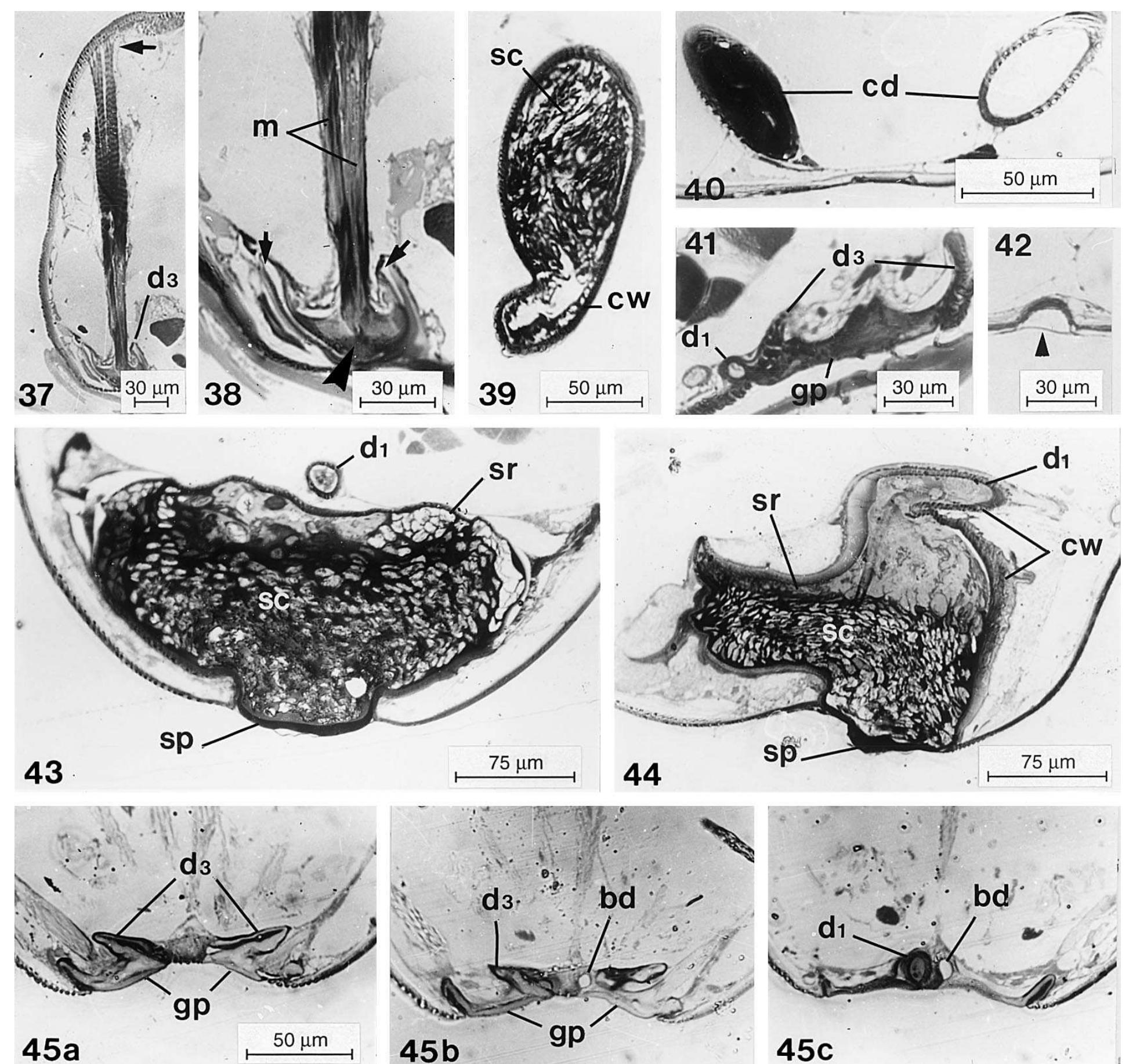 (d1), close to right egg-laying duct (d3); 42 section at