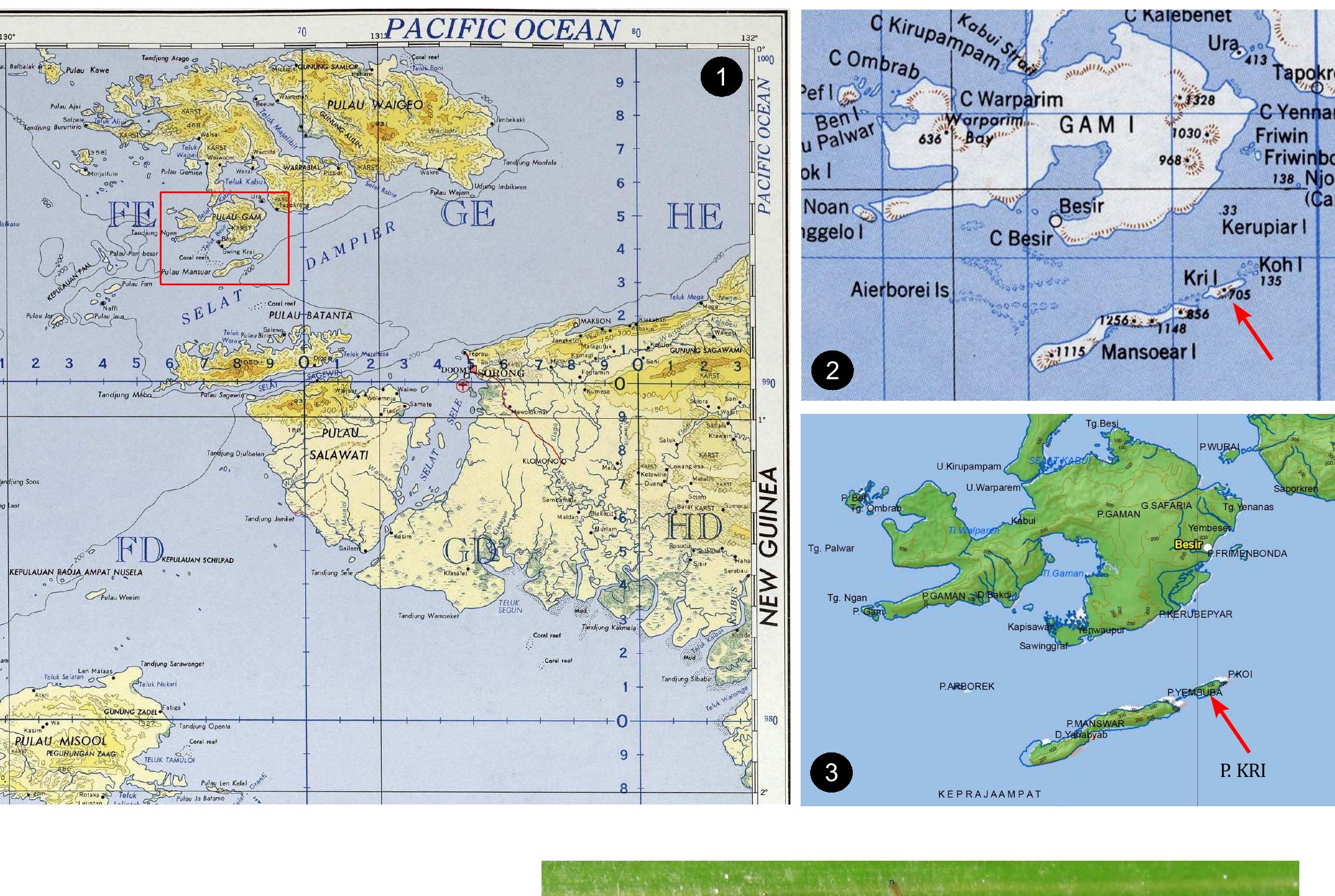Location of pulau kri (kri island, s 0° 33' 39.9" e 130° 40'