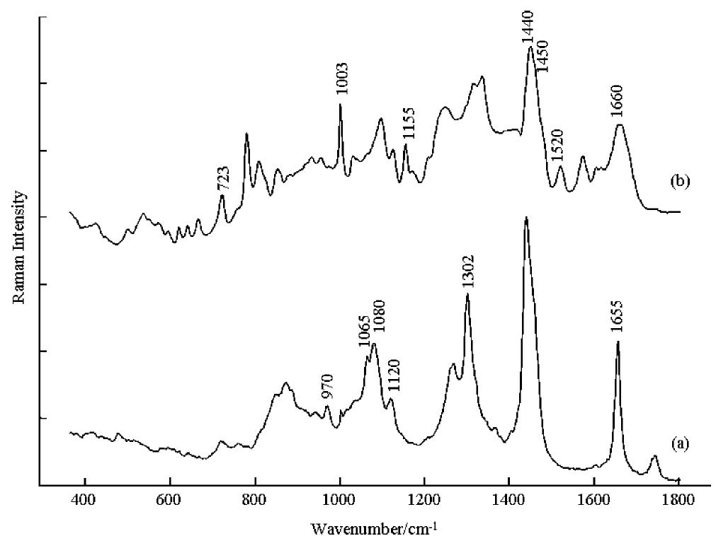 Raman Spectra Of Biological Materials A Spores Of Amanita