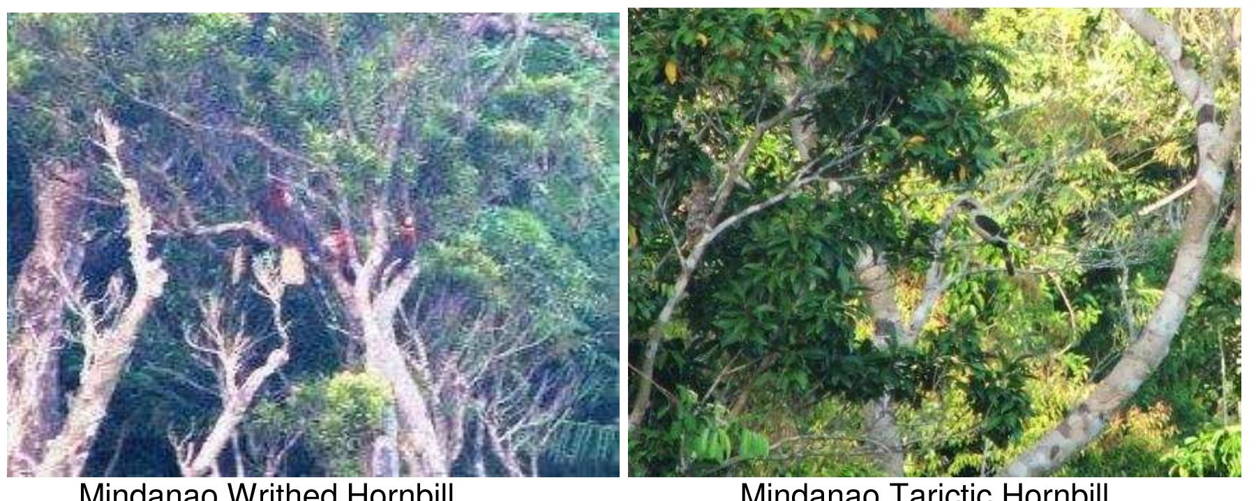 Figure 18 - Conservation of the Dinagat Tarsier (Tarsius