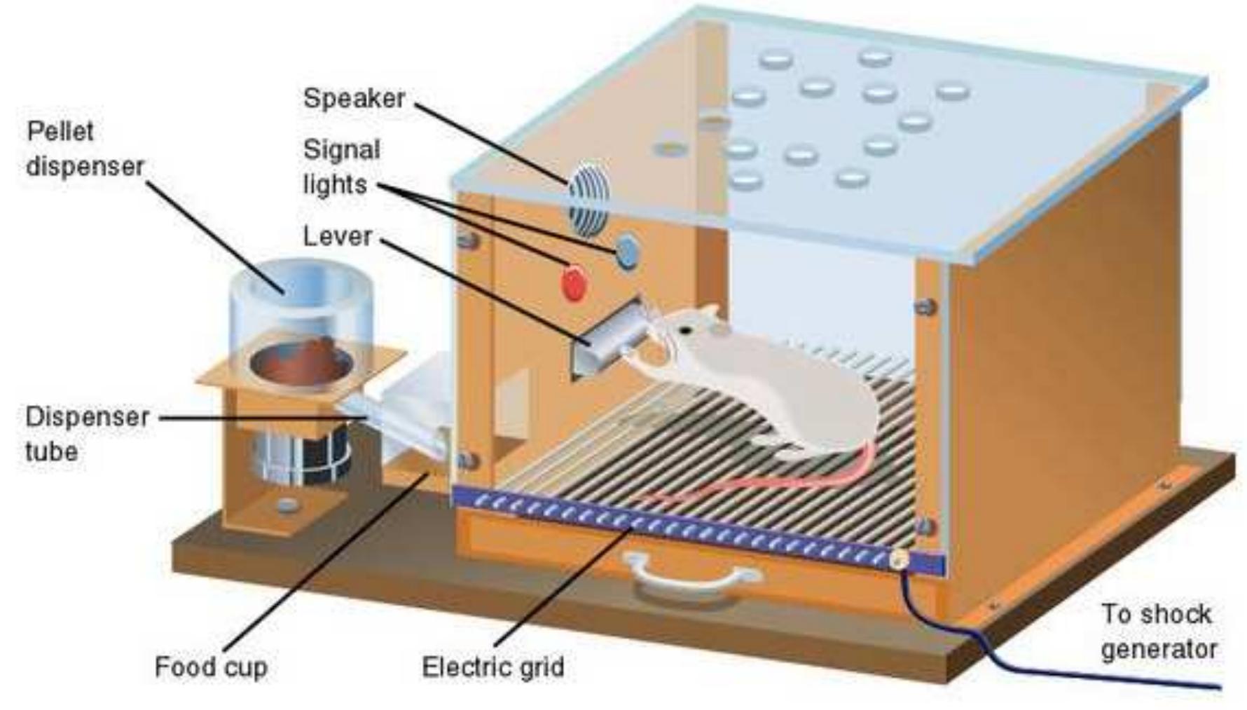 (PDF) Skinner - Operant Conditioning