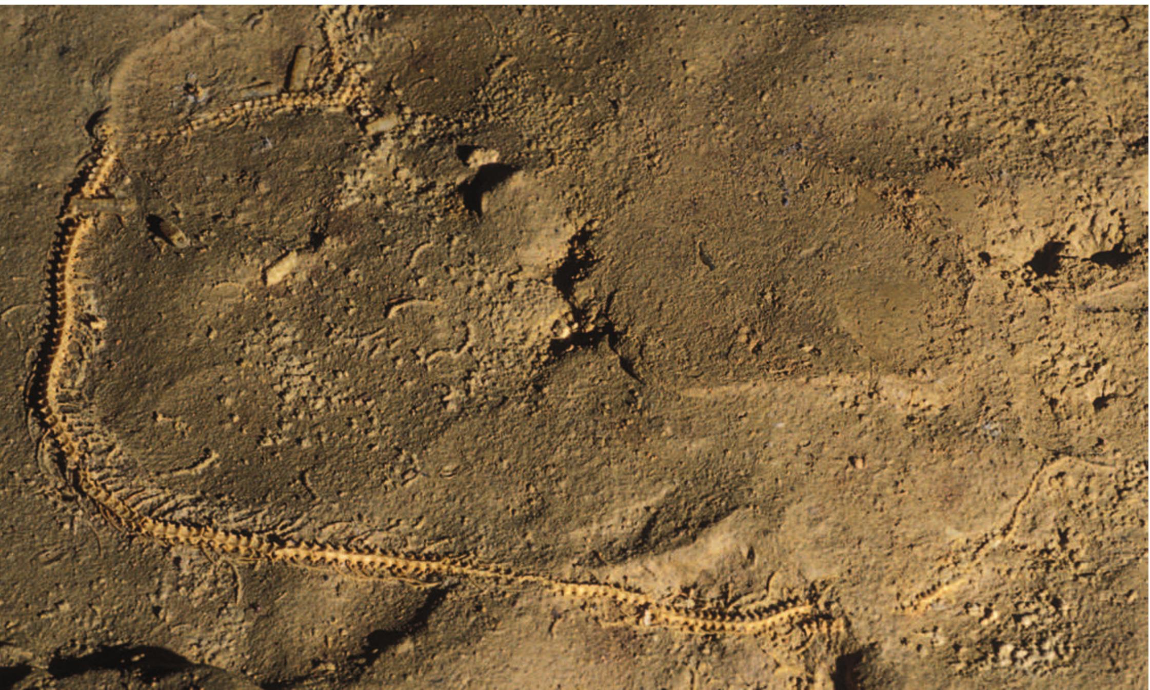 Grass snake skeleton in the tuc d’audoubert cavern. photo