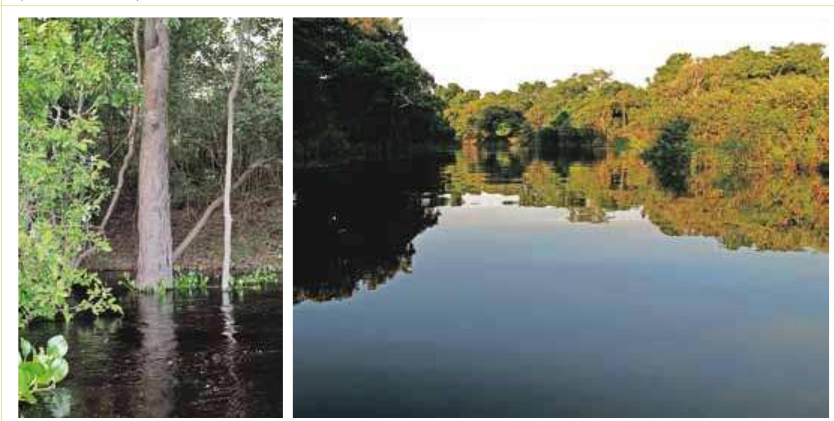 Aguas negras (cuenca del rio iténez) / black waters (iténez