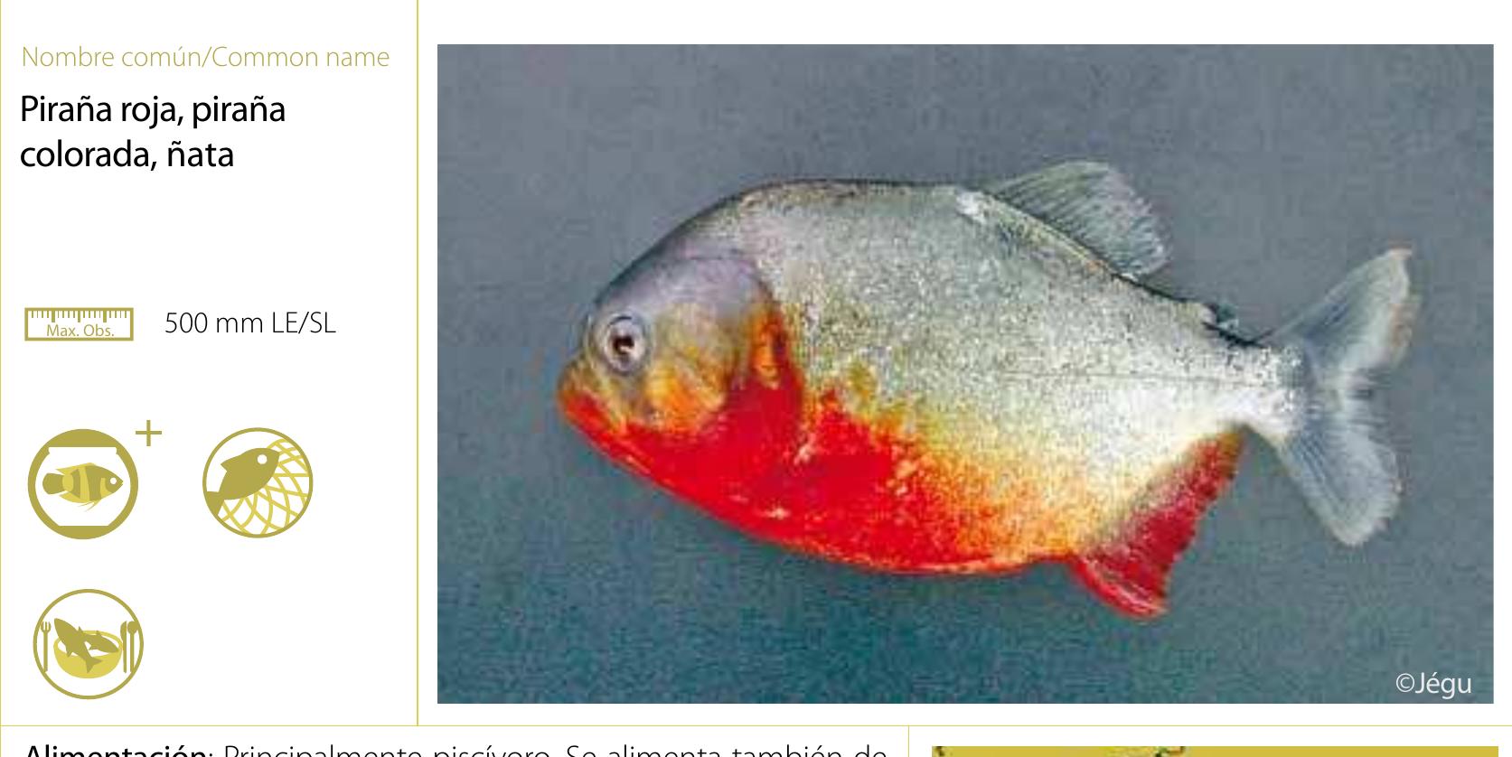 Pygocentrus nattereri kner, 1858 the genus pygocentrus