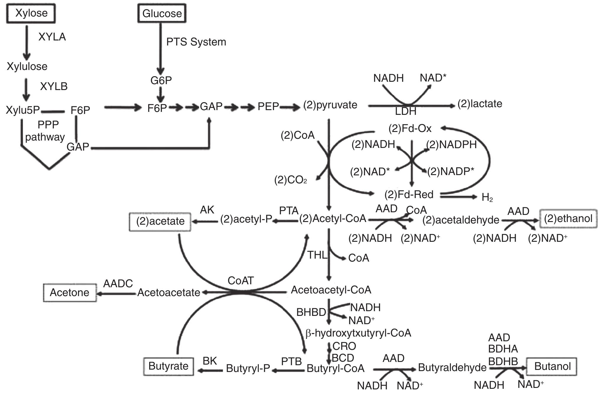 Production pathways of abe from glucose and xylose (after