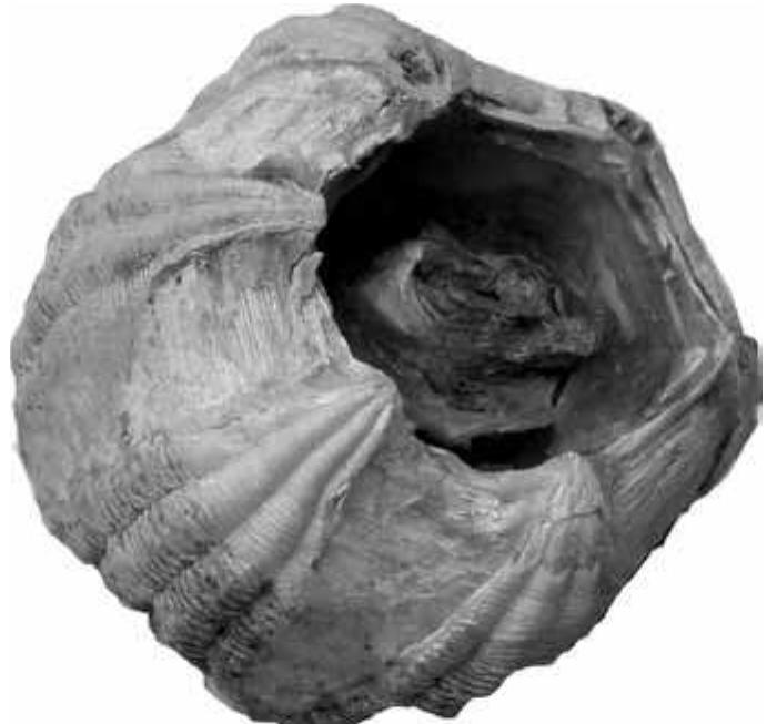 The elements of barnacle anatomy and morphology, forming the