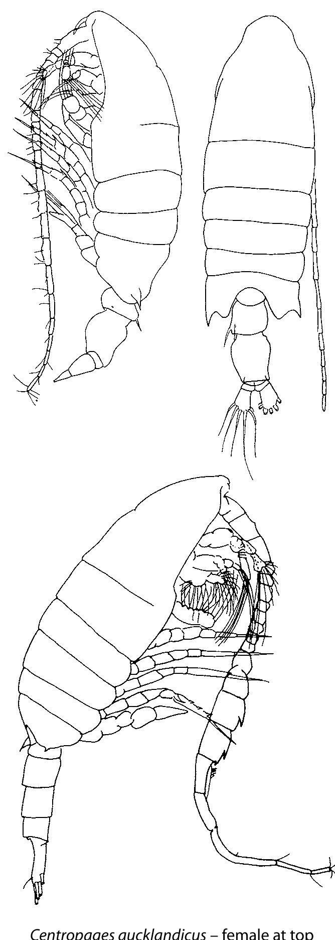 Figure 22 - Phylum Arthropoda, Subphylum Crustacea