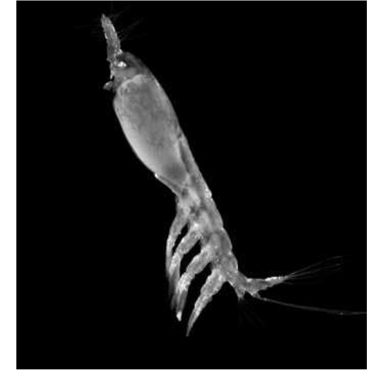 Figure 32 - from Phylum Arthropoda, Subphylum Crustacea