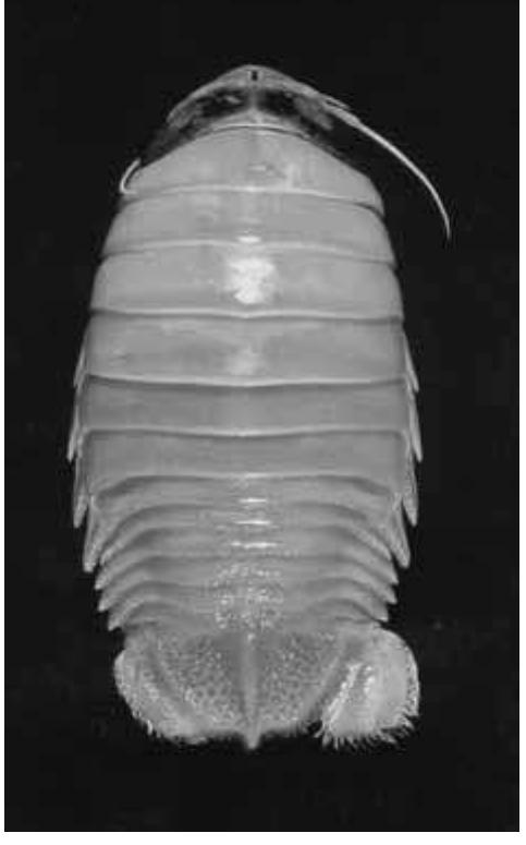 Figure 51 - Phylum Arthropoda, Subphylum Crustacea