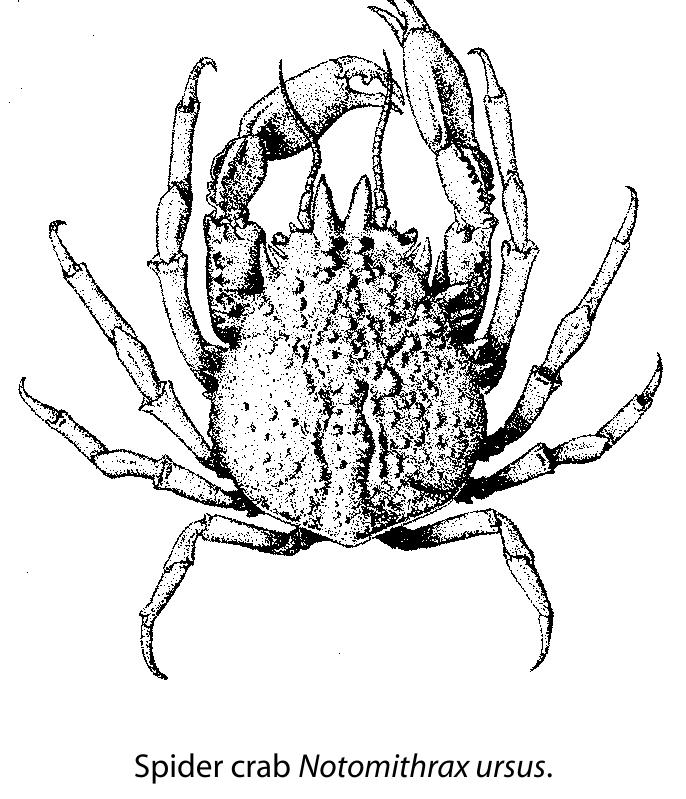 Figure 60 - Phylum Arthropoda, Subphylum Crustacea