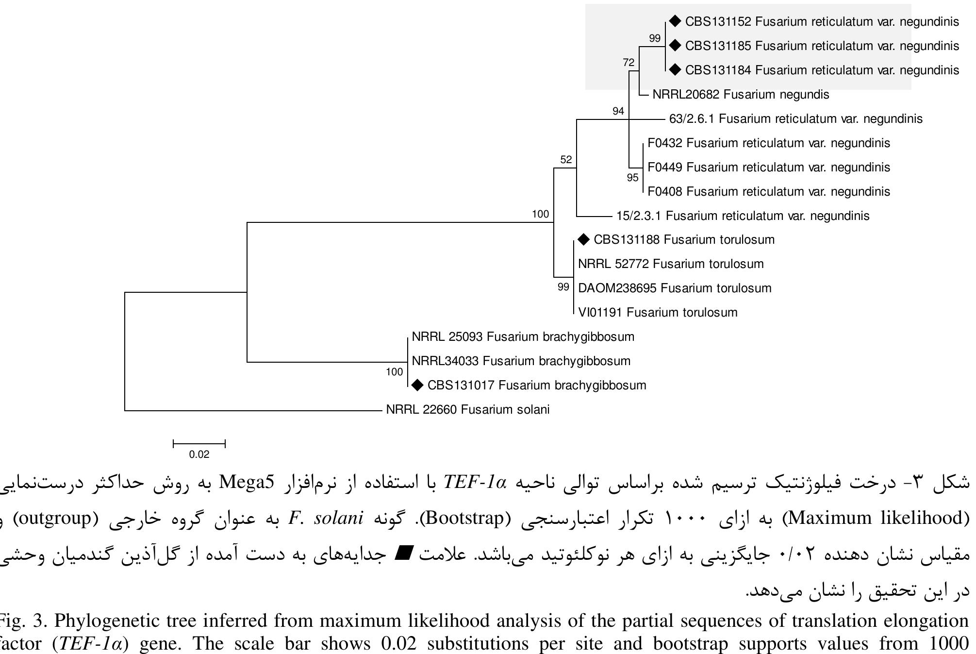 Figure 2 - Morphological and molecular characterization of
