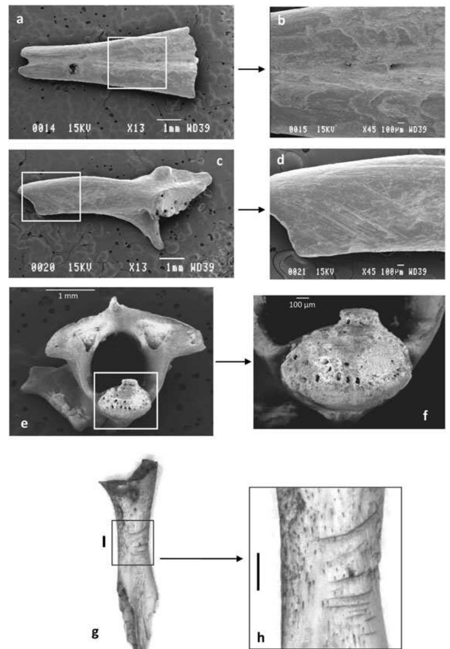 Examples of post-predation modifications on the amphibian