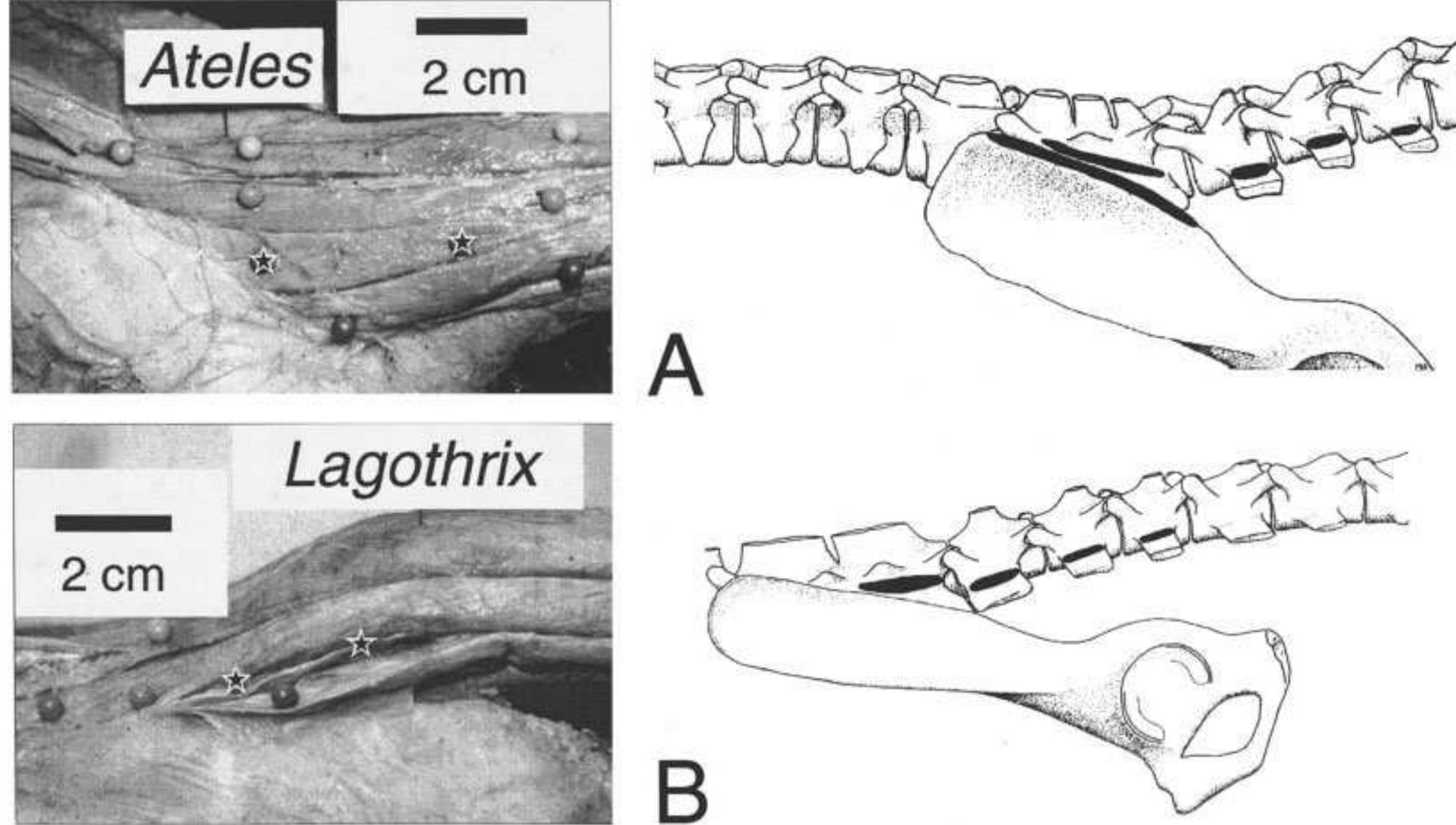 Differences in size and attachment of abductor caudae