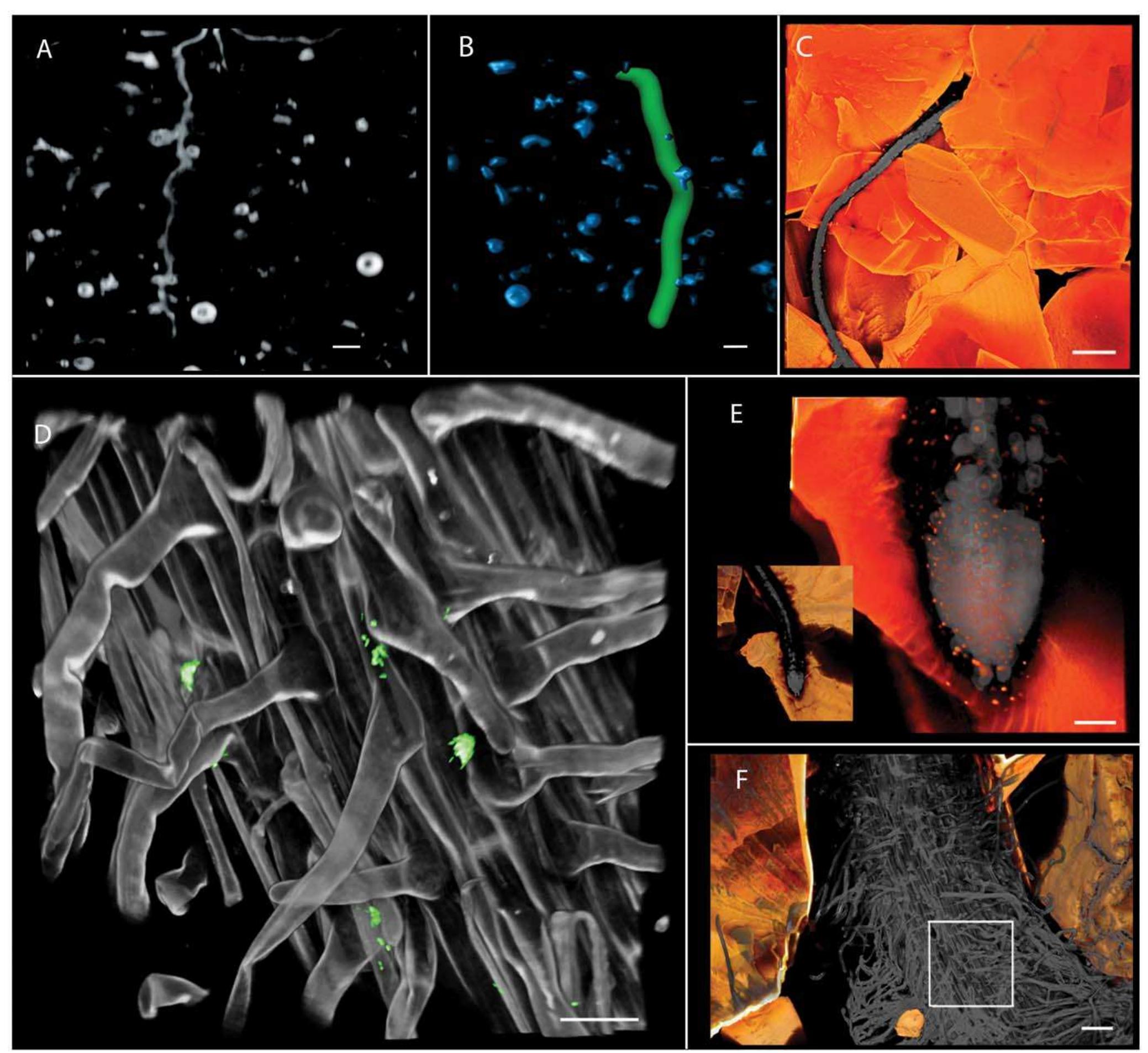 Imaging roots and microorganisms in transparent soil using