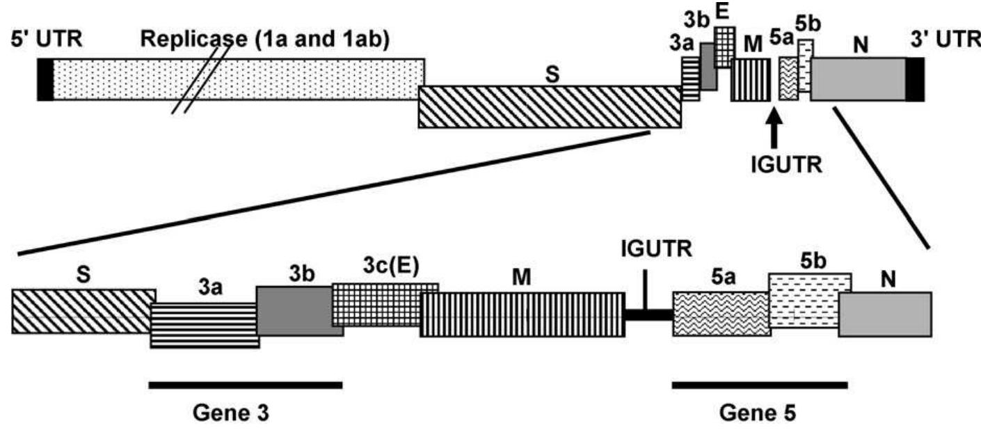 Schematic diagram showing the genomic positions of the ibv