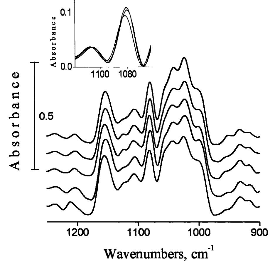 Deconvoluted ftir spectra of the most representative