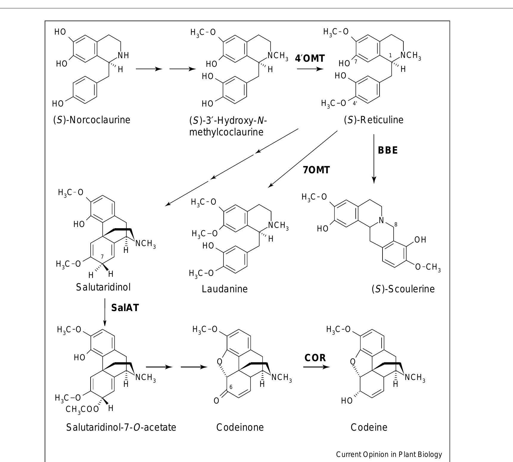 Schematic presentation of the biosynthesis of codeine,