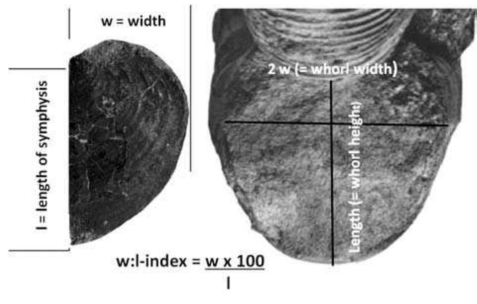 Measured dimensions of aptychi and the conch- whorl