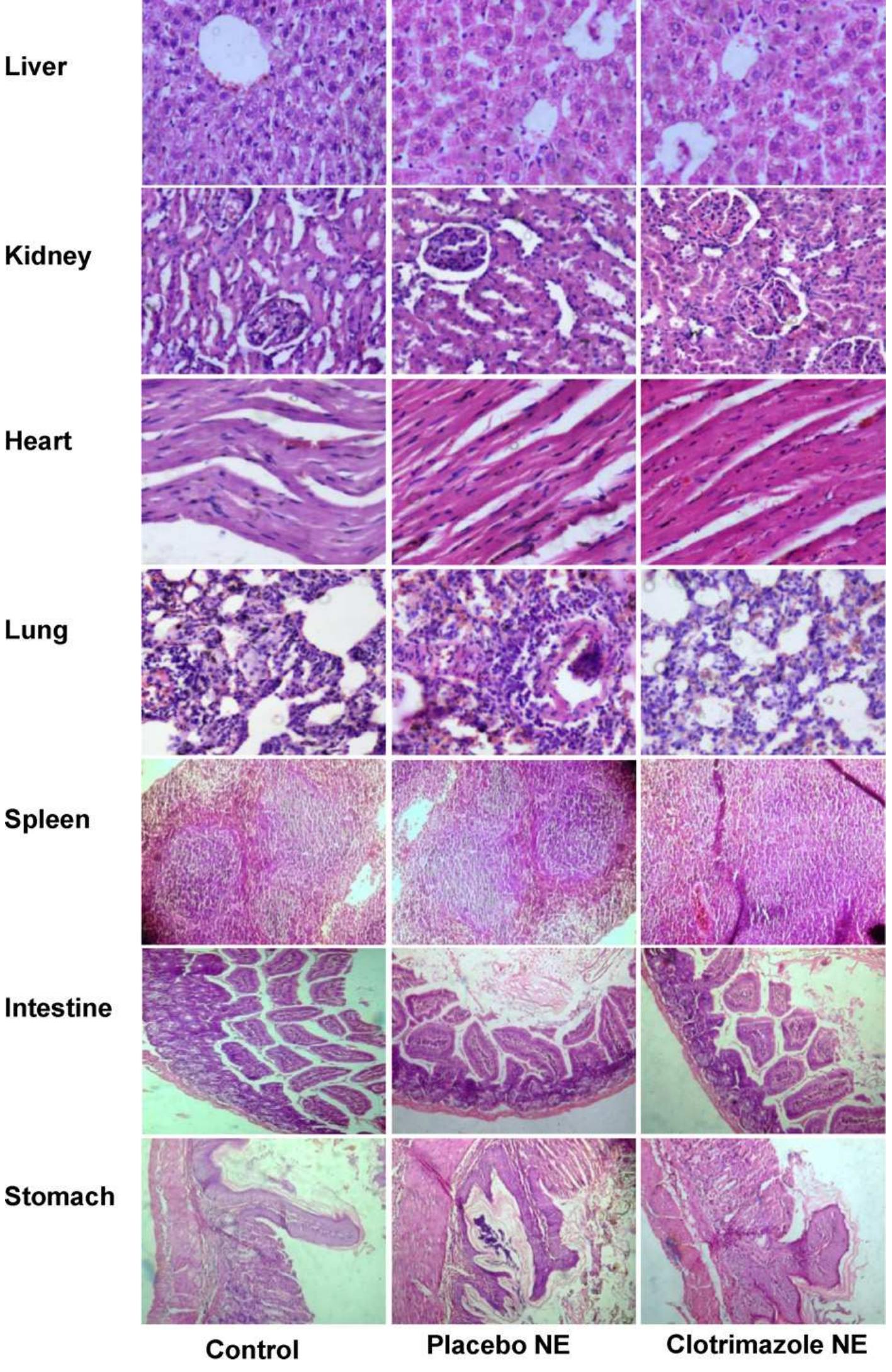Representative histological photomicrographs of different