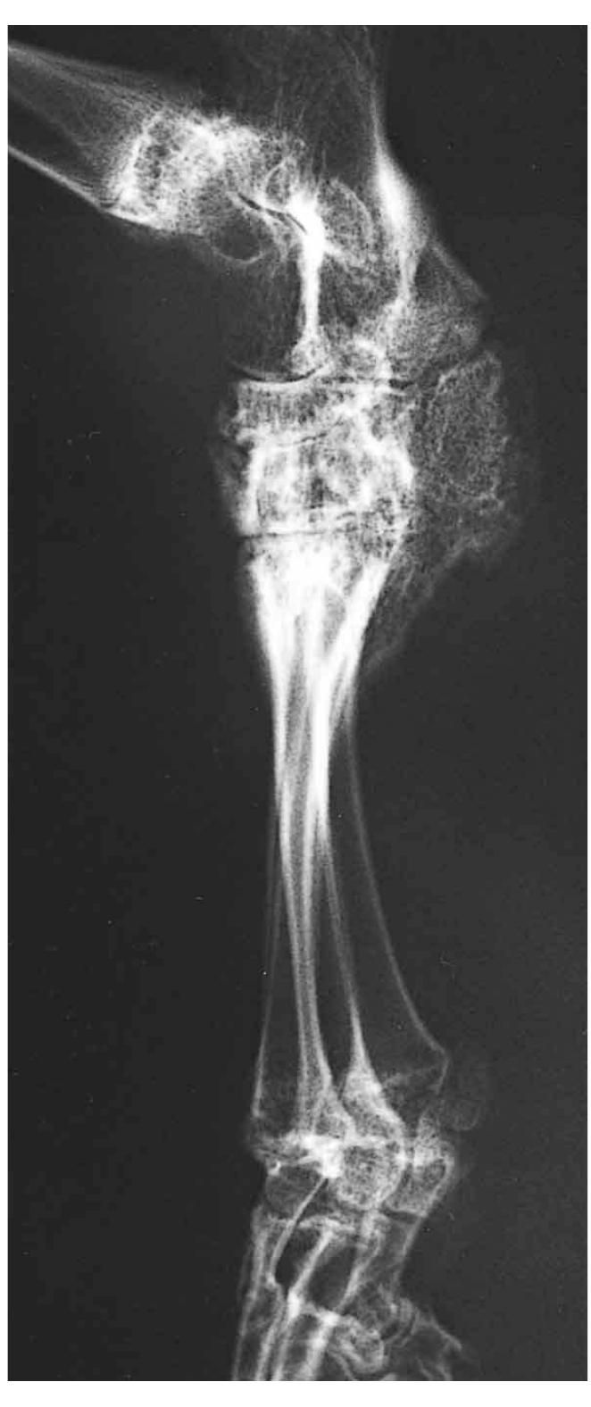 Lateral radiograph of the distal hindlimb of the cat in case