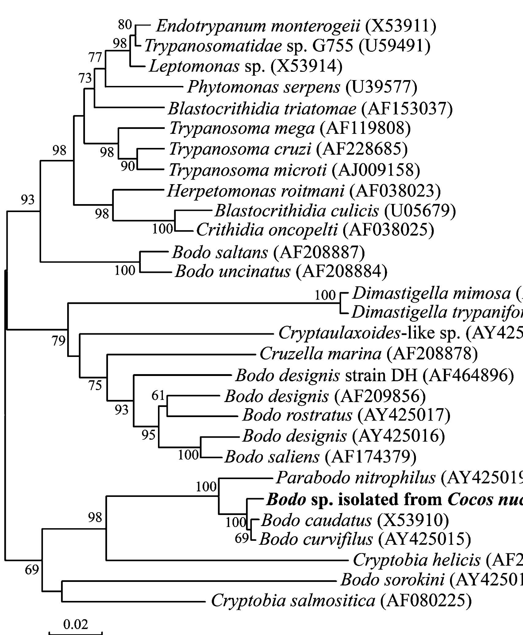 Phylogenetic tree of 29 bodonids and trypanosomatids taxas