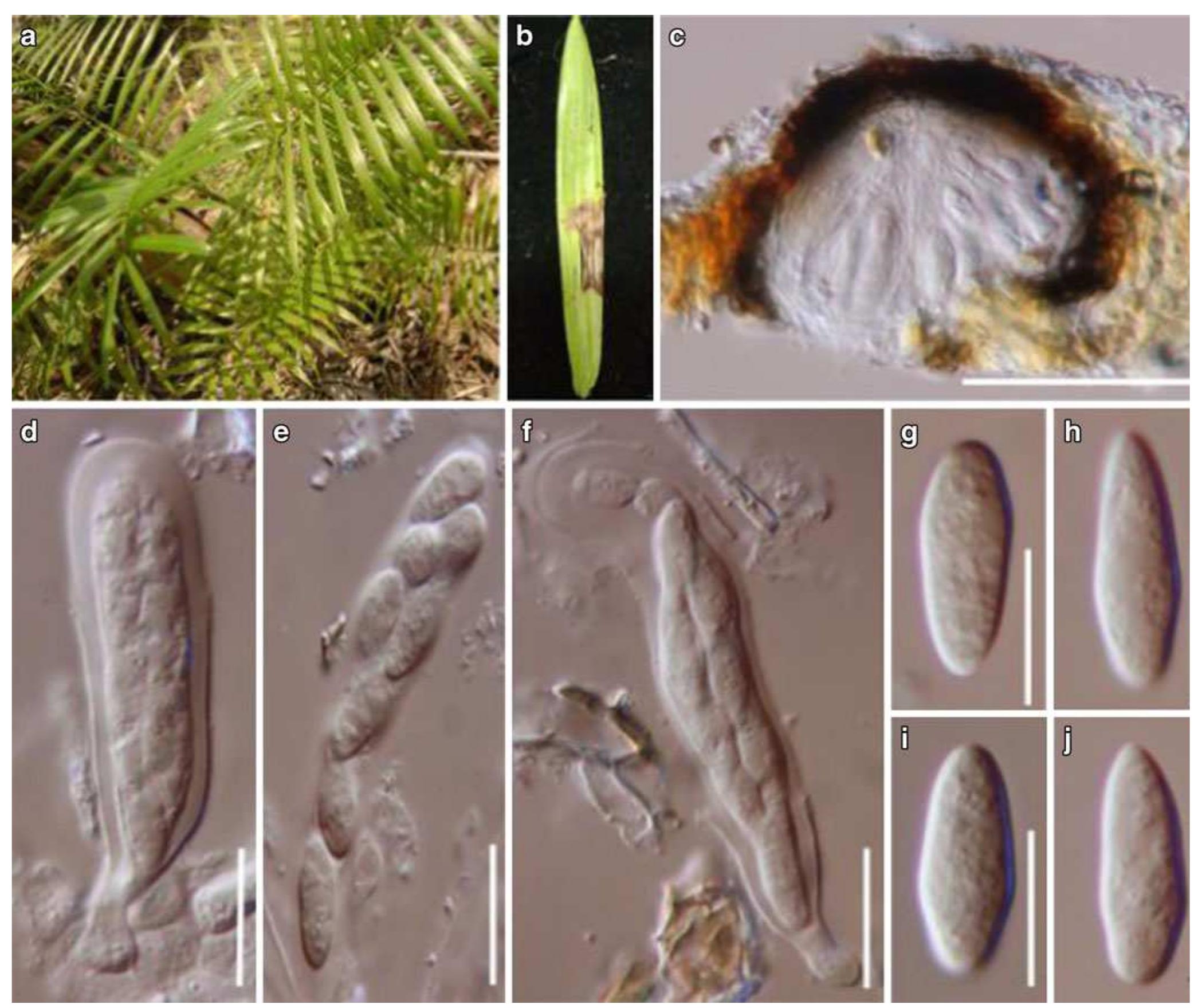 Figure 102 - from Families of Dothideomycetes