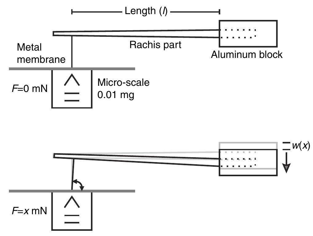 Schematic of the two-point bending test. (a) the test