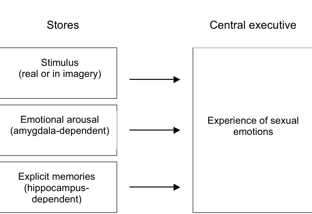 The working memory model, adapted from ledoux (2000).